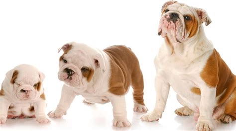 Etapa de cachorro en perros Hasta cuándo son cachorros