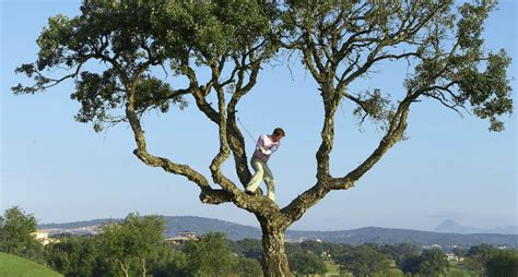 10 Terrible Amateur Tree Fails Swingu Clubhouse