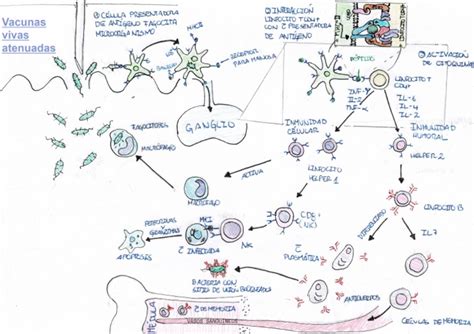Vacunas Vivas Atenuadas Dibujo Pdf