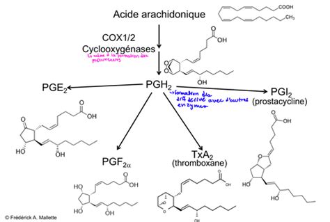 Structure Des Lipides 12 Cartes Quizlet