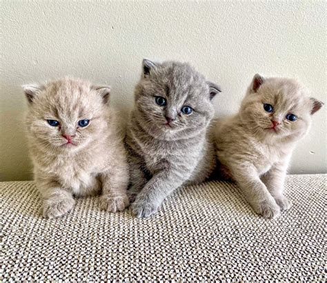 British Short Hair Kittens – BentaMan
