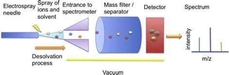 Simplified Diagram Of A Mass Spectrometer Sample Usually In Liquid