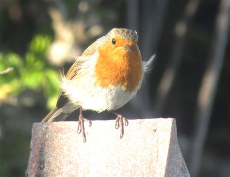 Fluffy Robin By Sia Mon On Deviantart