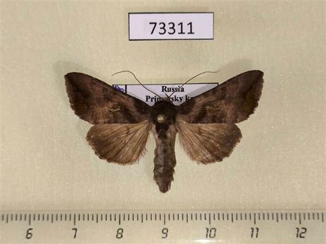 Noctuidae Anadevidia Peponis Primorye Fareastinsects