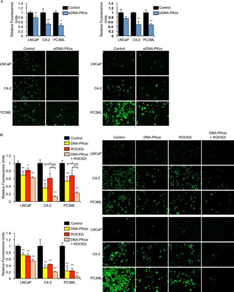 Dna Pkcs Induces Metastatic Phenotypes A Cells Depleted Of Dna Pkcs