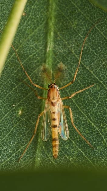 Premium Photo A Brown Insect With Feathers On Its Head Perched On A