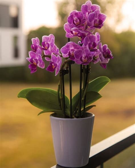Como cuidar de orquídea no vaso um guia detalhado para iniciantes