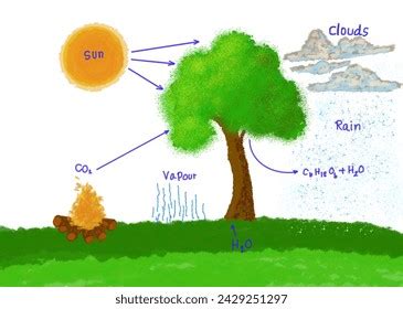 Hand Drawn Picture Diagram Photosynthesis Process Stock Illustration