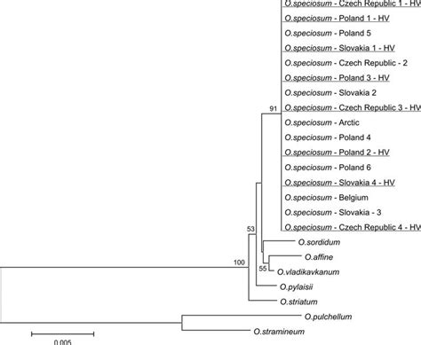 Minimum Evolution Tree Based On Its Sequences Bootstrap Values Are Download Scientific Diagram