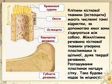Значення опорно рухової системи людини Кісткова та хрящова тканини