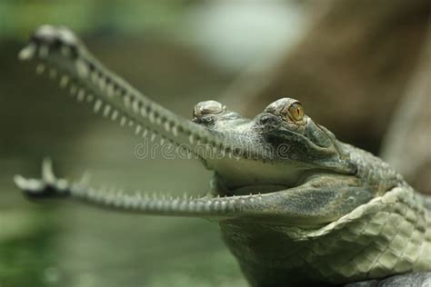Gavial Stock Image Image Of Gavial Reptile Predator 5154483