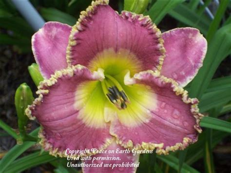 Daylily Hemerocallis Suburban Dixie Darling In The Daylilies