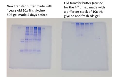 Why Has My Protein Transfer Using Fresh Transfer Buffer Is Worse When Compared To Protein
