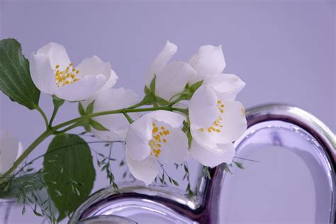 재 스민 꽃 꽃병 Pixabay의 무료 사진