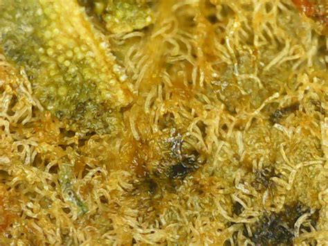 Malawi Style Cob Curing Page International Cannagraphic Magazine Forums