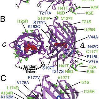 Fluorescence And Absorption Spectra Of DsRed A T1 B Dimer2 And