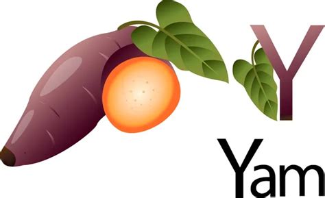 Yam Stock Vectors Royalty Free Yam Illustrations Depositphotos®