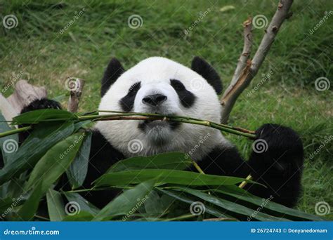 Portrait Of Giant Panda Bear Eating Bamboo Stock Image Image Of Bears