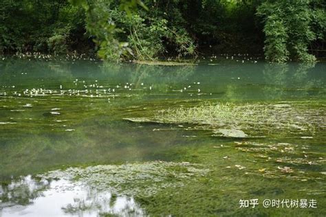 桂林有种娇贵的海菜花，盛开时仿佛莫奈花园，绝美 知乎