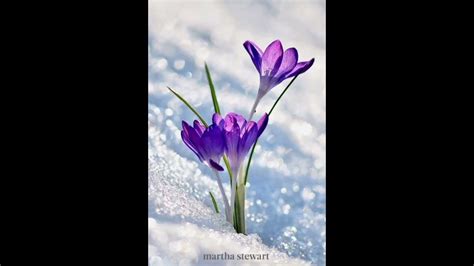 Voilet FLower - YouTube
