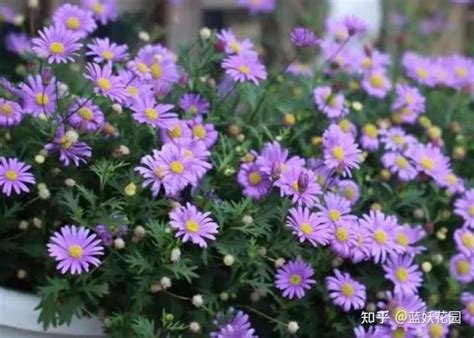 蓝妖揭秘盆栽姬小菊怎么养才能爆盆弄懂这5点少走养花坑 知乎