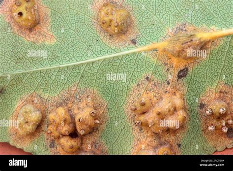 Pear Lattice Rust Gymnosporangium Sabinae On Pear Leaf Fungal