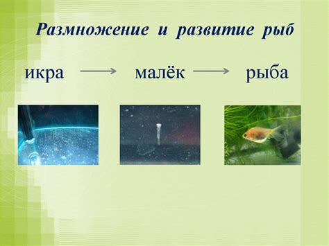 Размножение и развитие животных презентация онлайн