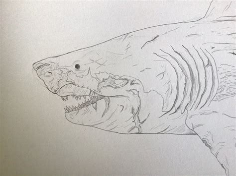 The Apex Meg From The Meg 2 The Trench By Sharkboi1330 On Deviantart