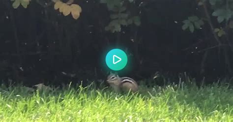Chipmunk In A Park Album On Imgur