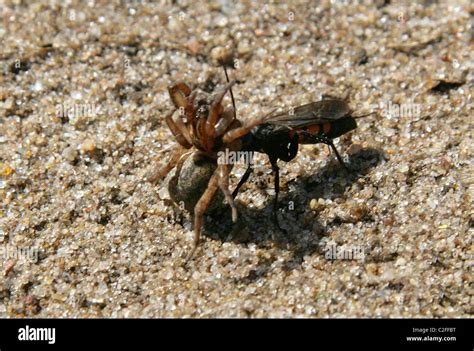 Black Banded Spider Wasp Anoplius Viaticus Pompilidae Hymenoptera