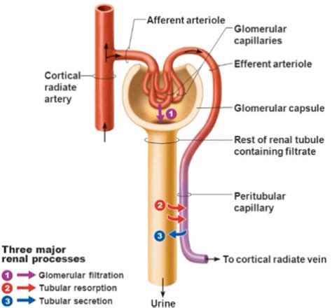 Anatomy And Physiology Semester 2 Test 8 Glomerular Filtration