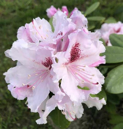 When And How To Fertilize Azaleas For Best Results Gardener Report