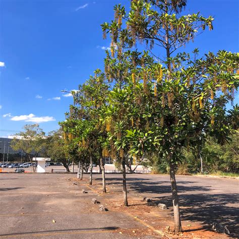 Lophantera Lactescens Chuva De Ouro Biologia Da Paisagem