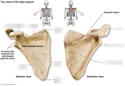 Scapula Anterior And Posterior Identification Diagram Quizlet