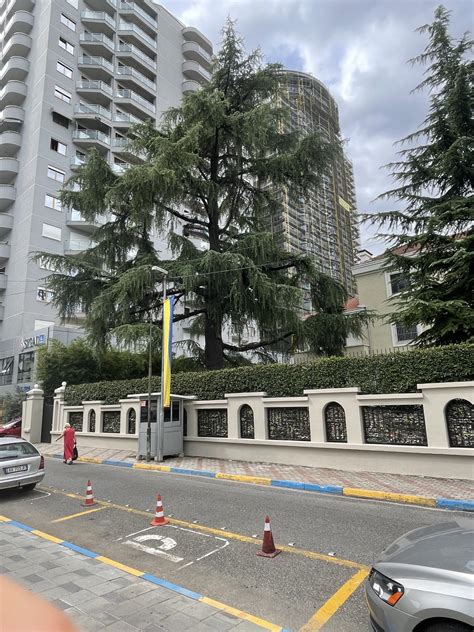 Alastair Campbell On Twitter Multi Storey Tree Of The Day Inside The