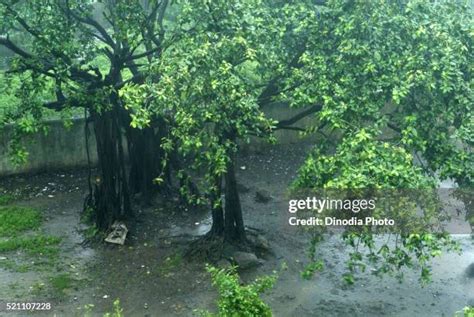 Heavy Rainfall India Photos And Premium High Res Pictures Getty Images