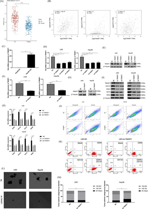 Silencing Tm4sf1 Could Inhibit The Cancer Stemness In Hcc In Vitro A