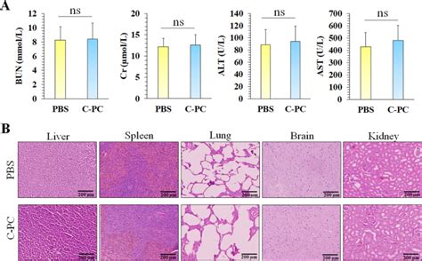 C Phycocyanin A Natural Product With Radiosensitizing Property For