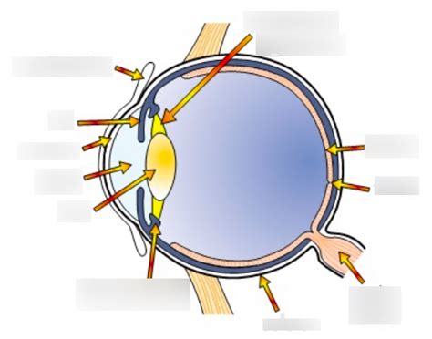 The Eye Labels Missing Diagram Quizlet