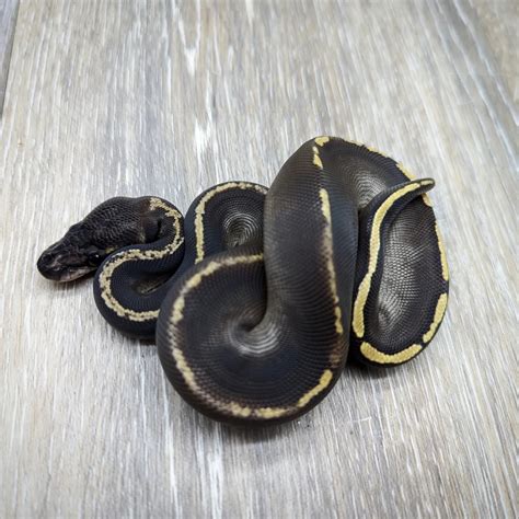 Ghi Black Head Mystic Or Mojave Ball Python By Royal Obsession