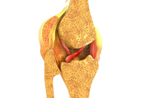 Human Knee Joint Cross Section Stock Illustration Illustration Of