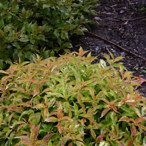 My Monet® Sunset Weigela Florida Proven Winners Variegated