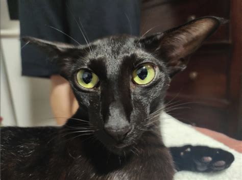 Meet Maja The Oriental Cat A Gentle Soul With Looks To Match