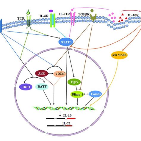 Transcriptional Regulation Of Signaling Pathways During Tr1 Cell