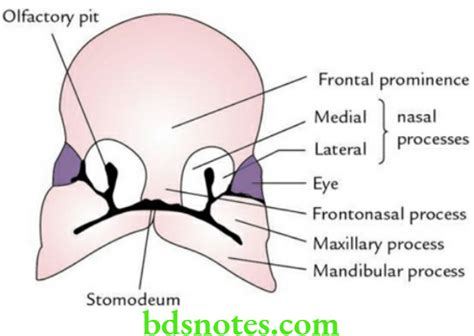 Scalp Temple And Face Anatomy Notes Bds Notes