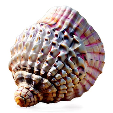 [200 ] Conch Shell Png Images Page 2