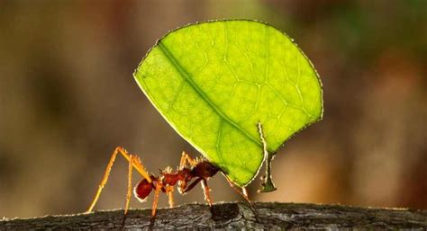 Do Ants Work Together Like Brain Networks