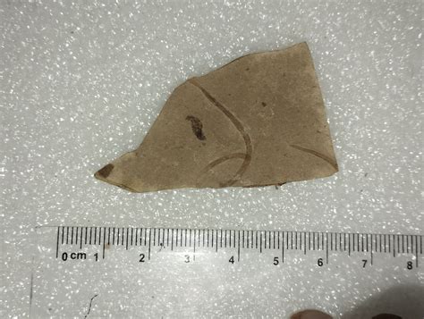 Weird Algae Fossil Id The Fossil Forum