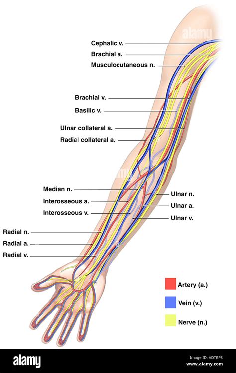 Arm Arteries Veins Nerves Stock Illustration Illustration Of Medicine Images And Photos Finder