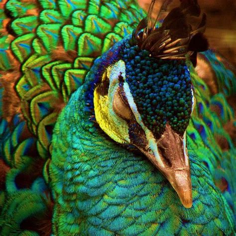 75 Best Peafowl Peacocks Peahens Peachicks Images On Pinterest